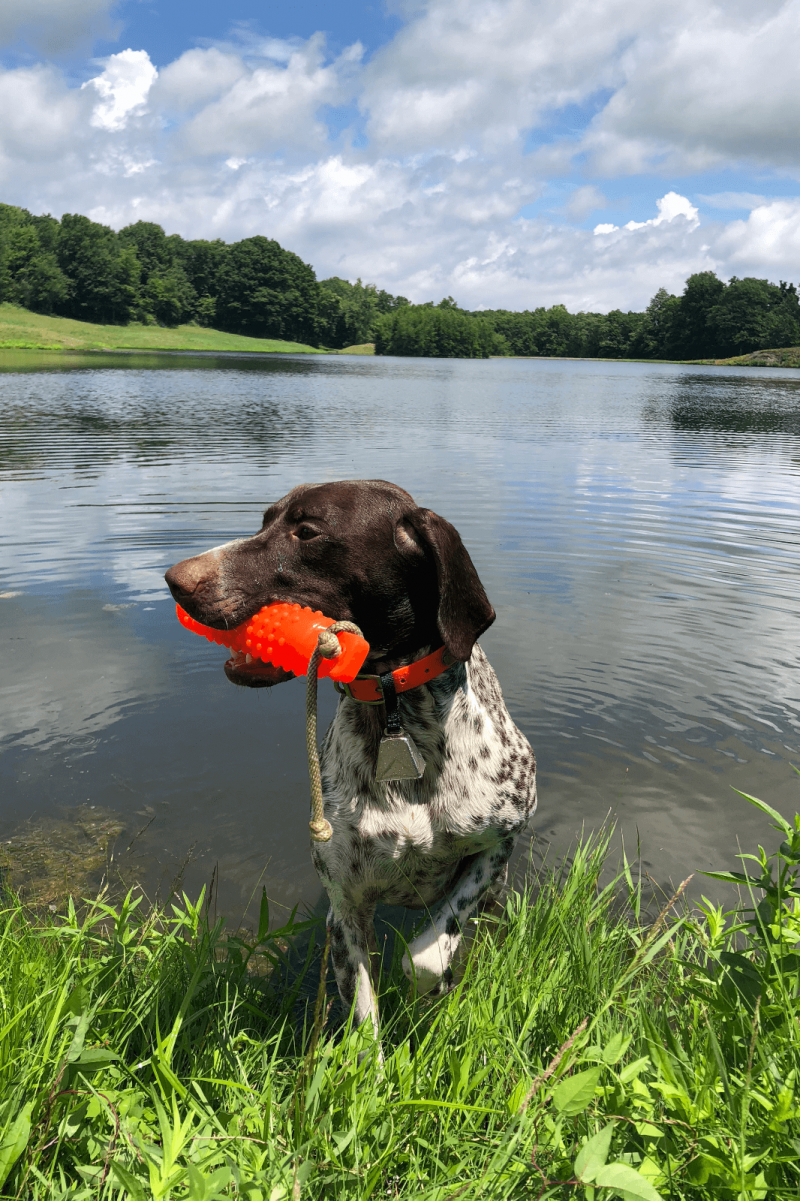 Gallery - Learn Doglish