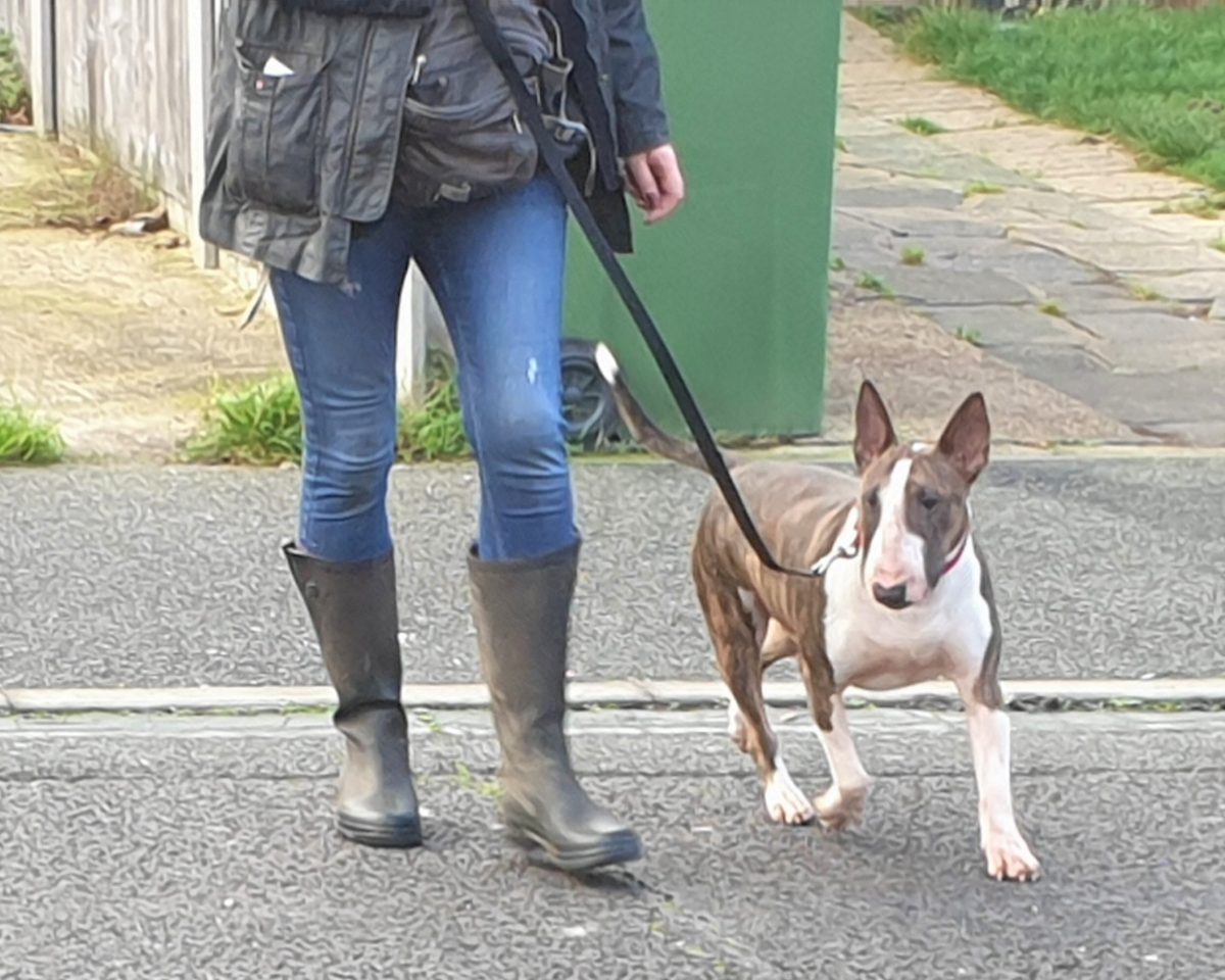 Gallery - Learn Doglish